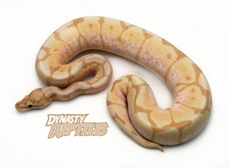 Banana Spider Ball Python by Dynasty Reptiles - MorphMarket