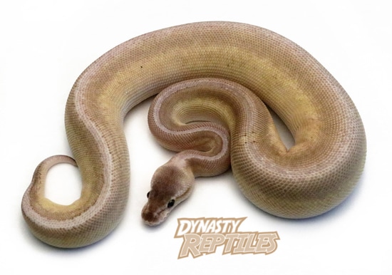 Pewter Blast Butter Ball Python by Dynasty Reptiles