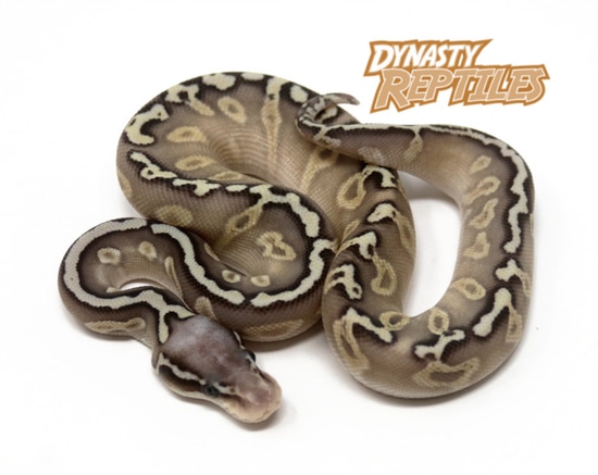GHI Super Pastel Butter Ball Python by Dynasty Reptiles