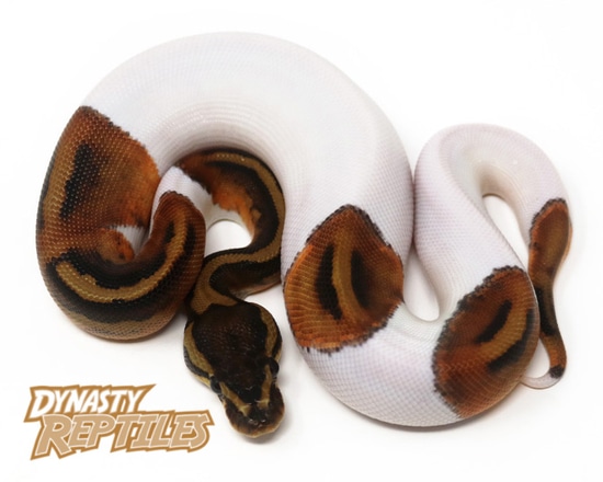 Pied Ball Python by Dynasty Reptiles