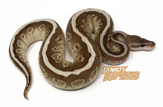 Raven Soul Sucker Ball Python by Dynasty Reptiles