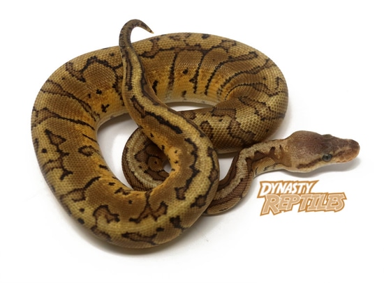 Raven Lemonblast Ball Python by Dynasty Reptiles