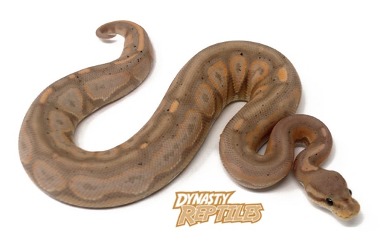 Banana Cinnamon Calico Ball Python by Dynasty Reptiles