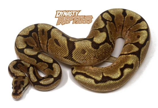 Fire Spider Sentinel Ball Python By Dynasty Reptiles