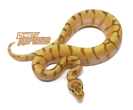 Banana Enchi Woma Ball Python by Dynasty Reptiles