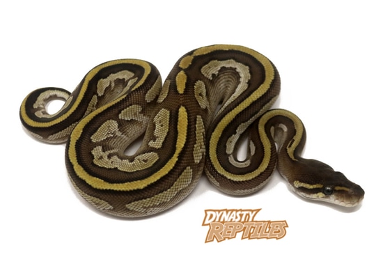 Bongo Mojave Ball Python by Dynasty Reptiles