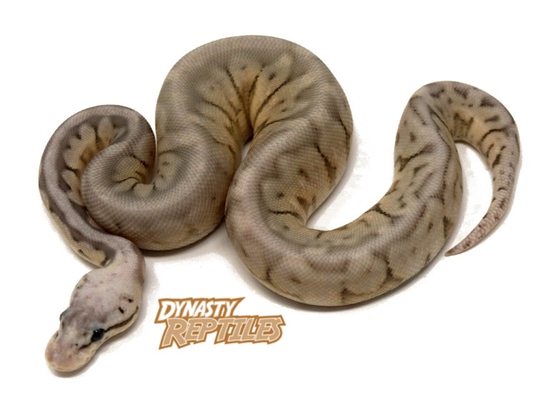 Sterling Bee Ball Python by Dynasty Reptiles