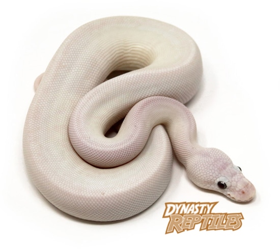 Blue Eye Leucistic Ball Python by Dynasty Reptiles