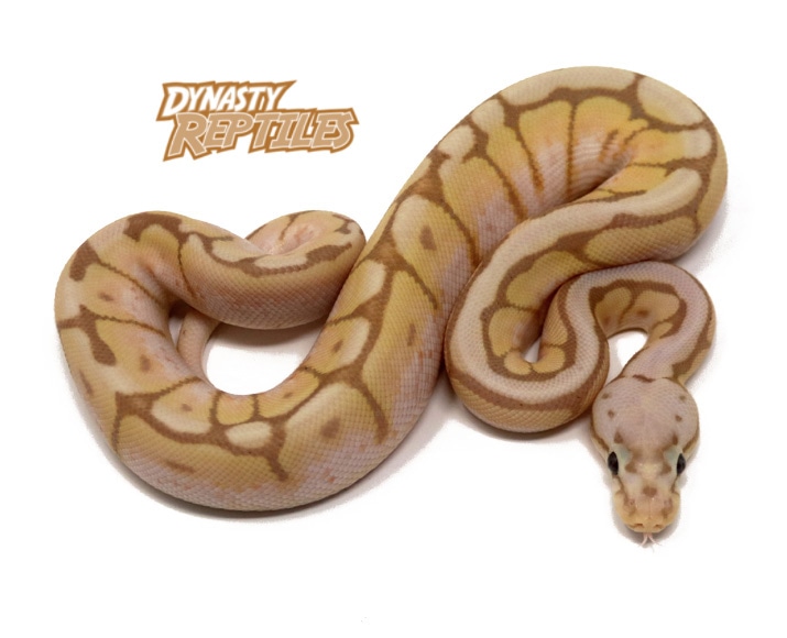 Banana Bee Ball Python by Dynasty Reptiles - MorphMarket