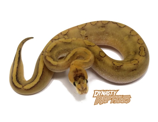 Champagne Enchi Ball Python by Dynasty Reptiles