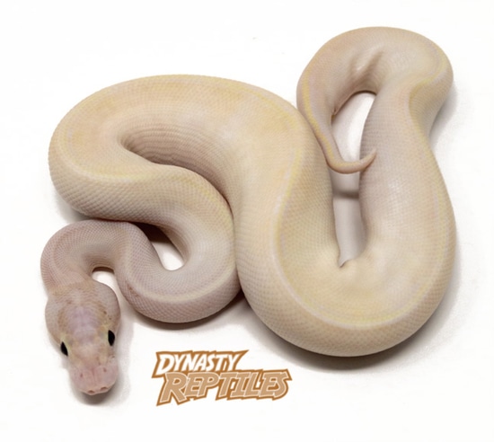 Banana Ivory Ball Python by Dynasty Reptiles
