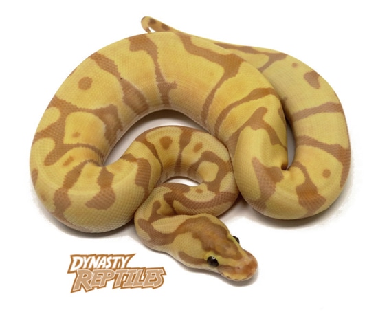 Banana Super Enchi Ball Python by Dynasty Reptiles