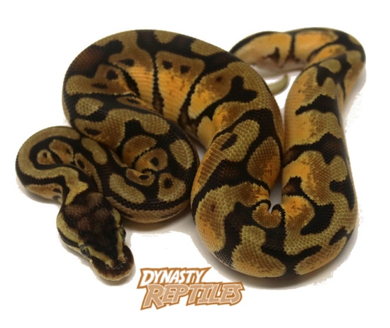 Enchi Pastel Ball Python by Dynasty Reptiles