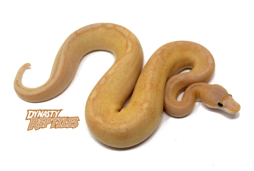 Banana Champagne Ball Python by Dynasty Reptiles - MorphMarket
