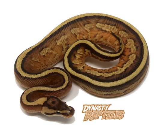 Super Stripe Ball Python by Dynasty Reptiles