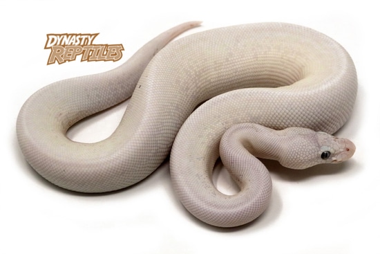 Blue Eyed Leucistic Raven GHI Combo Ball Python by Dynasty Reptiles
