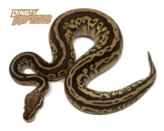 Leopard Super Pastel Butter Ball Python by Dynasty Reptiles