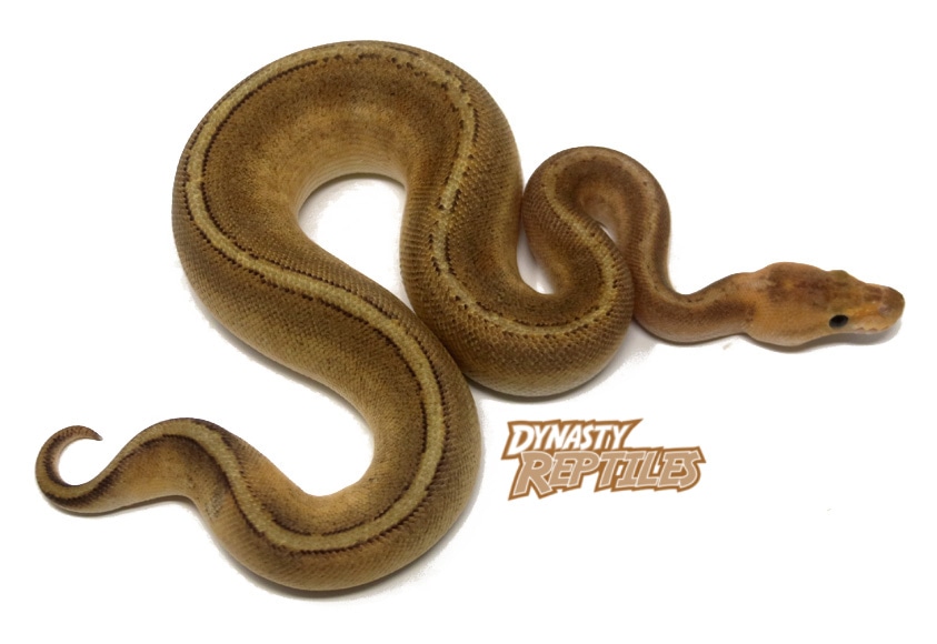 Champagne Spotnose Ball Python by Dynasty Reptiles - MorphMarket