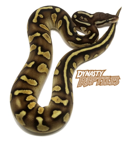 Raven Pastel Butter YB Ball Python by Dynasty Reptiles