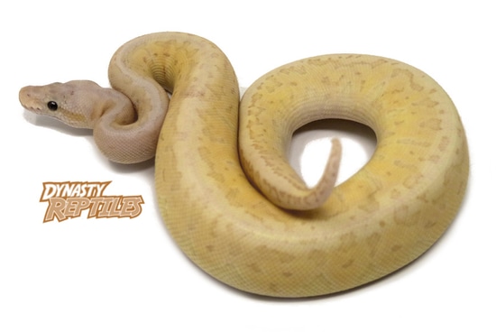 Banana Emperor Pin Ball Python by Dynasty Reptiles