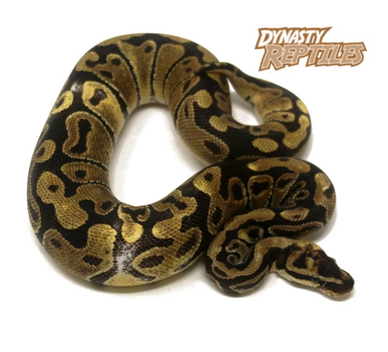 Albino Paradox Ball Python by Dynasty Reptiles