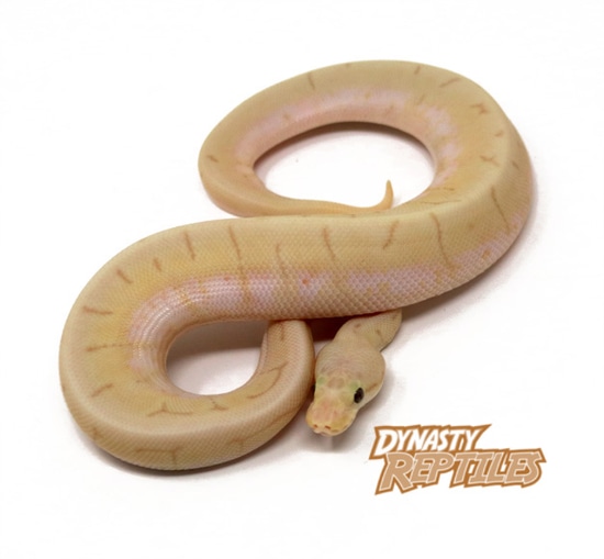 Super CG Spinner Blast Enchi Ball Python by Dynasty Reptiles