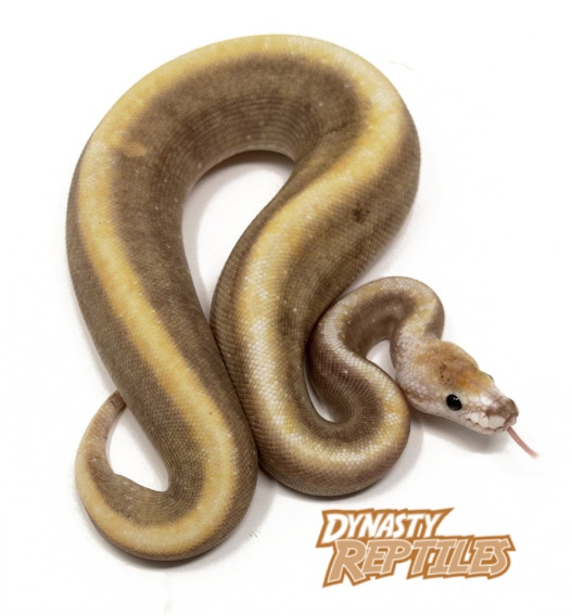 GHI Mojave Champagne Ball Python by Dynasty Reptiles - MorphMarket