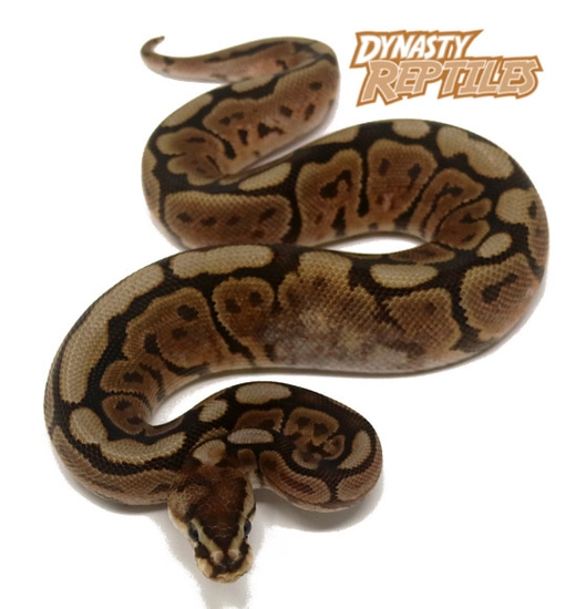 Shatter Black Pastel Spider Ball Python by Dynasty Reptiles
