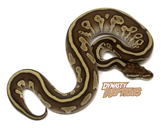 Leopard Queen Spin Ball Python by Dynasty Reptiles