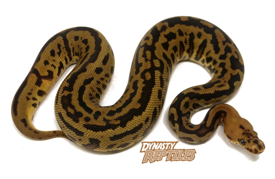 Batman YB Ball Python by Dynasty Reptiles - MorphMarket