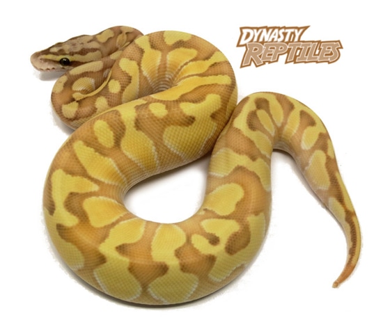 Banana Pastel Butter Enchi Ball Python by Dynasty Reptiles