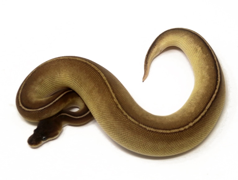 Bongo Cinnamon Mojave Ball Python by Dynasty Reptiles - MorphMarket