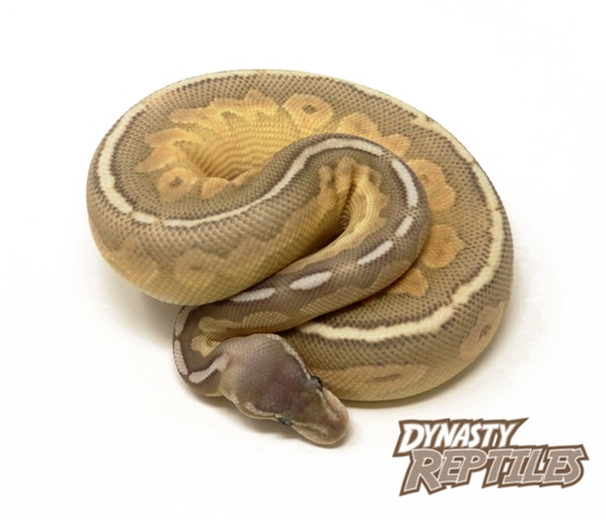 Pewter Butter Ghost Ball Python by Dynasty Reptiles