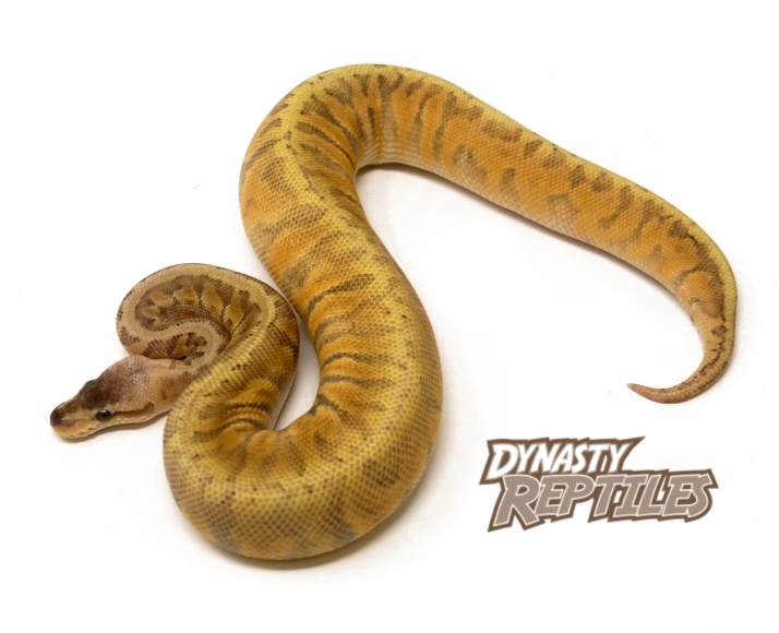 GHI Super Blast Ball Python by Dynasty Reptiles - MorphMarket