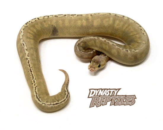 GHI HGW Sterling Spotnose Ball Python by Dynasty Reptiles