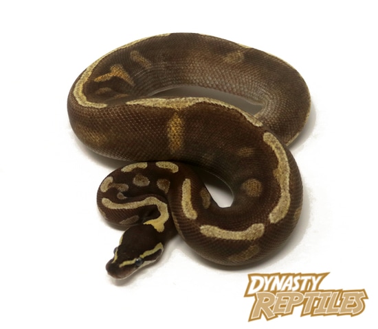 GHI Mojave Calico Enchi Ball Python by Dynasty Reptiles