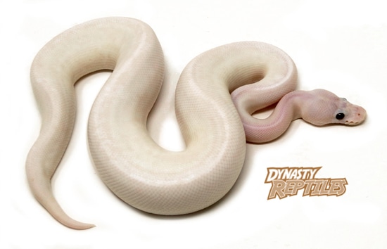Banana Ivory Combo Ball Python by Dynasty Reptiles