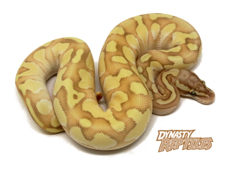 Banana Pastel Butter Enchi Ball Python by Dynasty Reptiles - MorphMarket