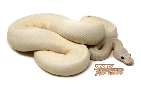 Banana Super Butter Ball Python by Dynasty Reptiles
