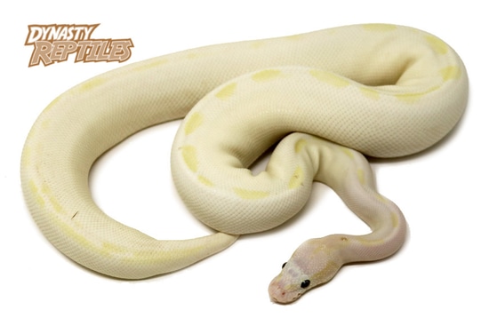 Super Bamboo Combo Ball Python by Dynasty Reptiles