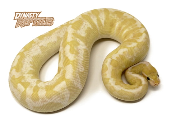 Banana Bamboo HGW Enchi Spotnose Ball Python by Dynasty Reptiles