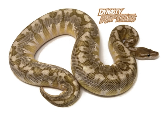 Bamboo HGW Pastel Ball Python by Dynasty Reptiles