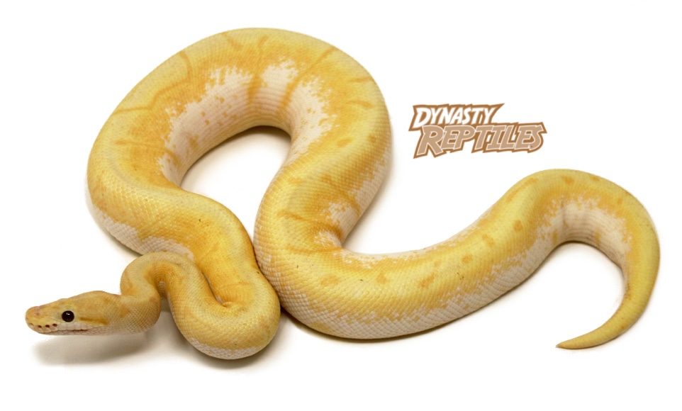 Banana Spinner Ball Python by Dynasty Reptiles - MorphMarket