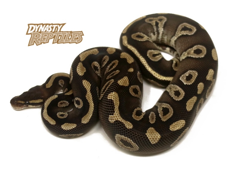 Raven Mojave Ball Python by Dynasty Reptiles - MorphMarket