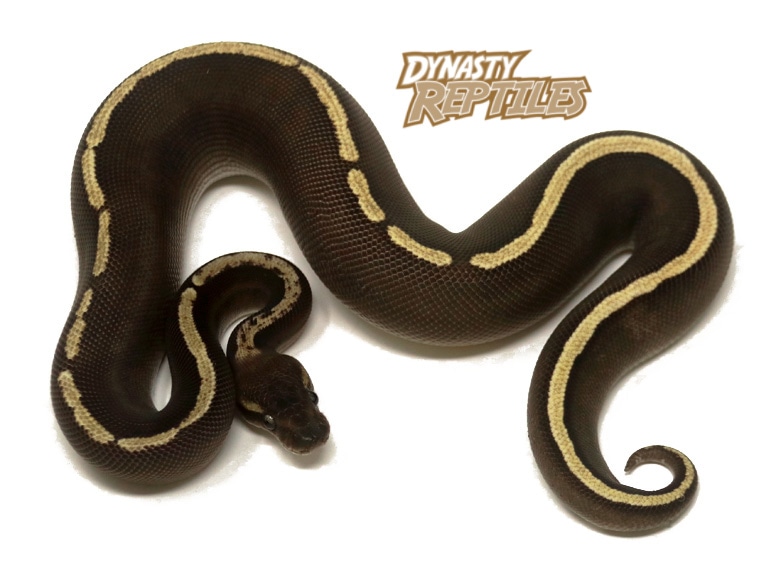 GHI Mojave Ball Python by Dynasty Reptiles - MorphMarket