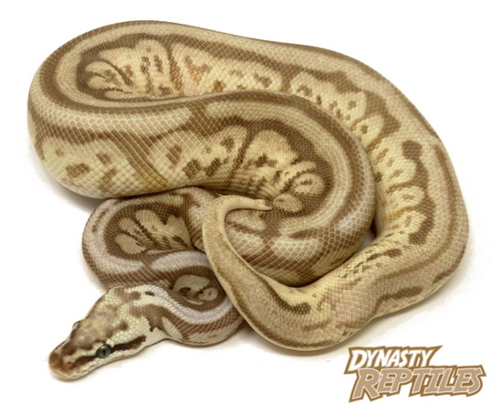 Leopard Queen Bee Ball Python by Dynasty Reptiles