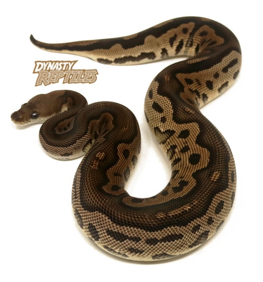 Clown Leopard Cinnamon Ball Python by Dynasty Reptiles