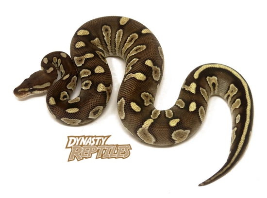 Raven Butter Specter Or YB Ball Python by Dynasty Reptiles