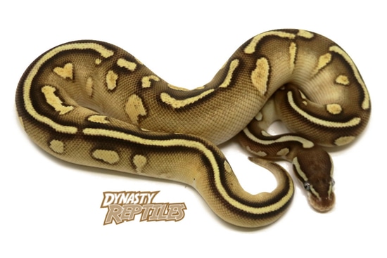 Raven Butter YB Ball Python by Dynasty Reptiles