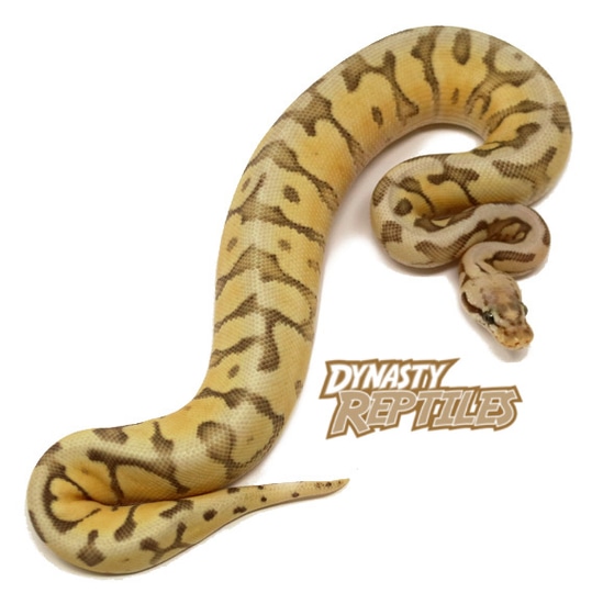 Super Queen Bee Enchi Ball Python by Dynasty Reptiles